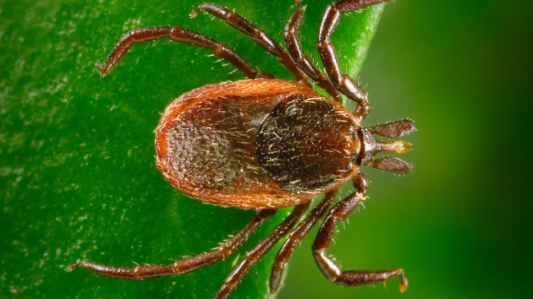 Three tick species in the U.S. may be linked to a mysterious red meat ...
