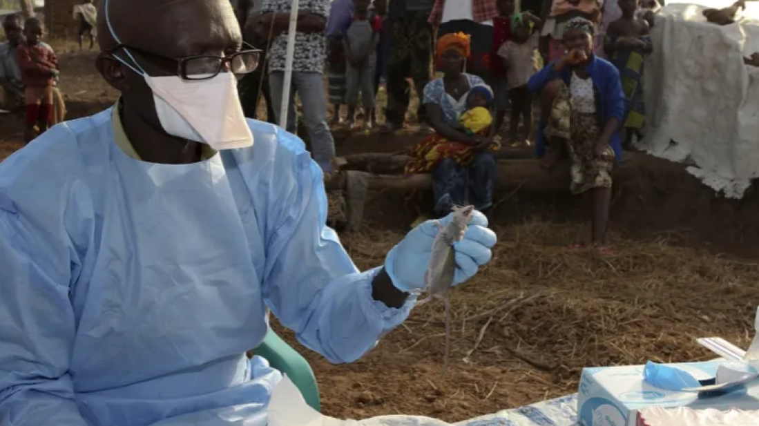 Nigeria’s Lassa fever deaths rise to 151 | AnewZ