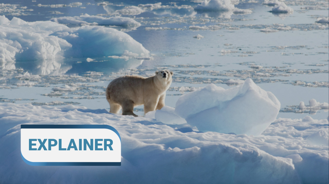 Melting glaciers: Why it matters for everyone, everywhere | AnewZ