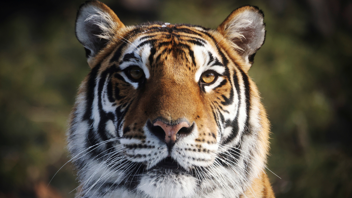 Russia's Putin to gift Kazakhstan endangered tigers | AnewZ